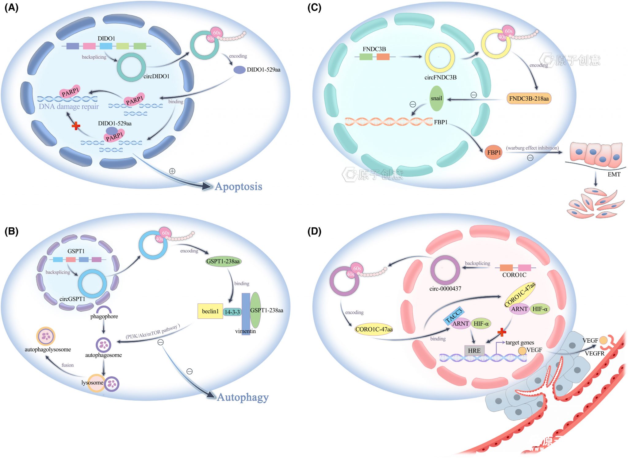 Journal of Cellular and Molecular Medicine插图中稿-皖南医学院 - 原子创意科研绘图-长沙原子创意 ...